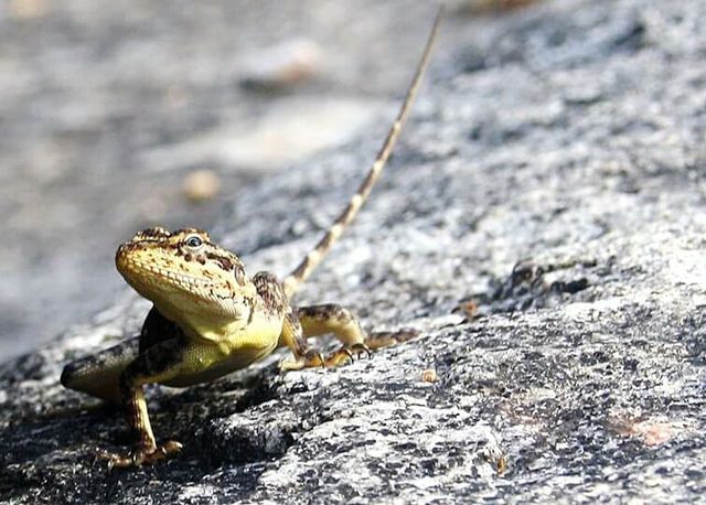 Close-up of lizard on rocks | ID: 79096065