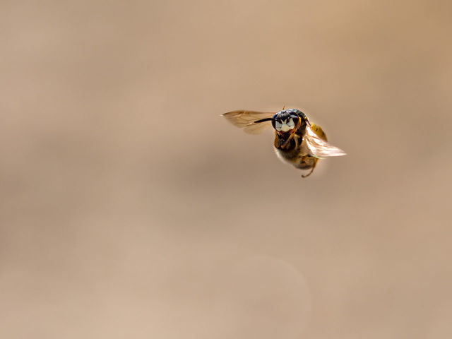 Flapping pictures | Curated Photography on EyeEm