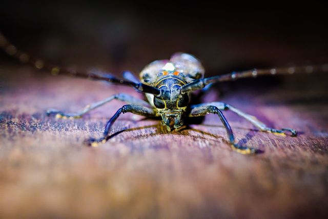 Close-up view of grasshopper | ID: 113025111