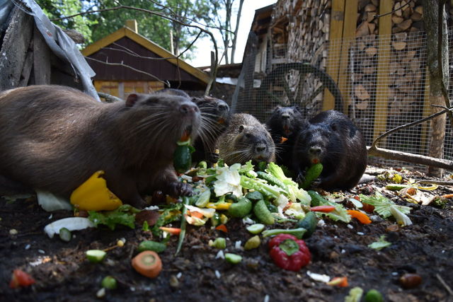 View of beaver eating vegetables | ID: 130331412