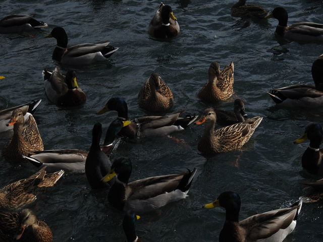 High angle view of ducks swimming in lake | ID: 133614020