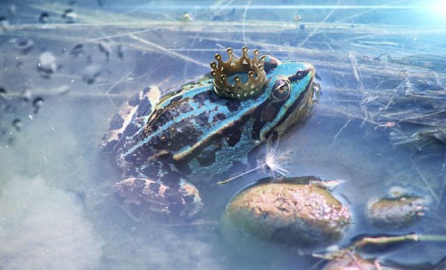 Frog with crown | ID: 51271847