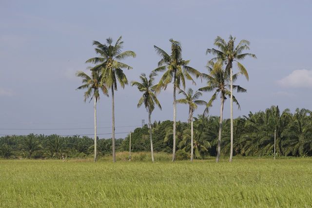 Palm trees on field against sky | ID: 154652892
