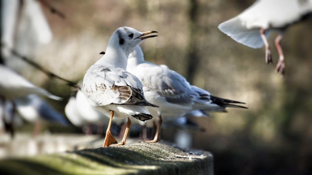Seagulls perching on wall | ID: 78031202
