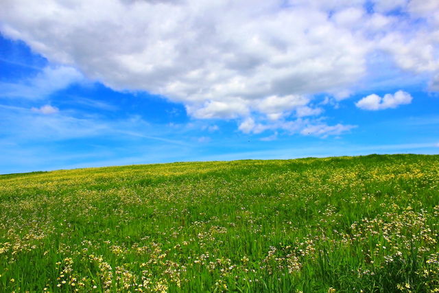 Scenic view of field against clear sky | ID: 90771132
