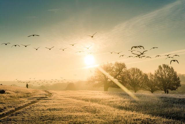 Birds flying over field against sky during | ID: 97093822
