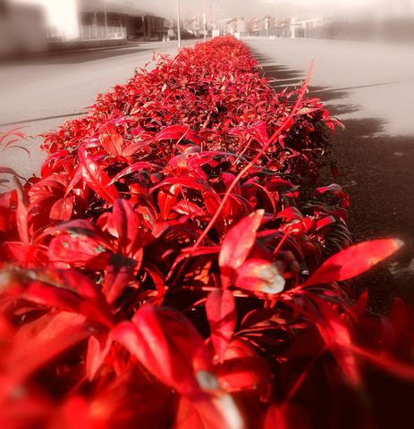 Close-up view of flowers | ID: 97478847