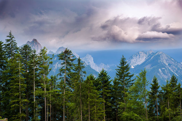 Panoramic view of pine trees against sky | ID: 130135055