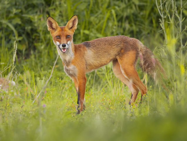 Portrait of fox standing on plants | ID: 146397549