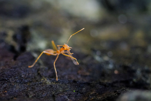 Close-up of insect on rock | ID: 152273819