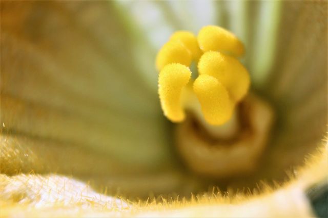 Close-up of yellow flower pollen | ID: 146755069