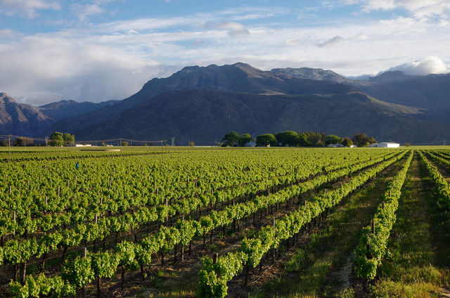 Scenic view of field against sky | ID: 113039806