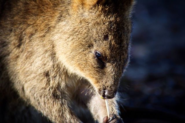 Close-up of brown horse | ID: 101131246