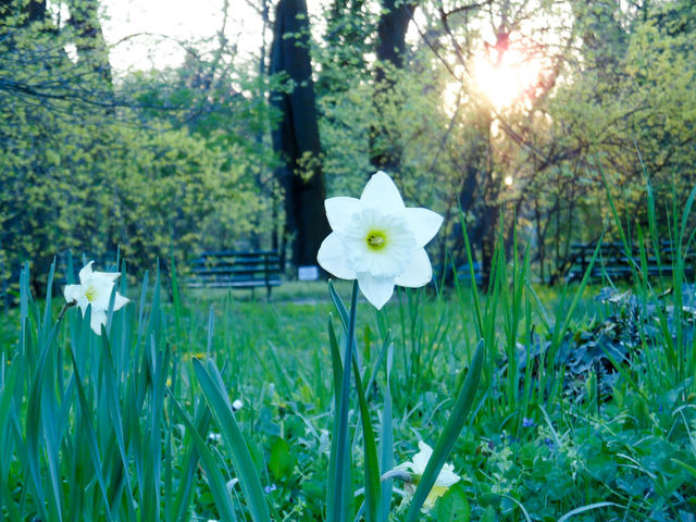 Close-up of wildflowers growing in tree | ID: 96060125