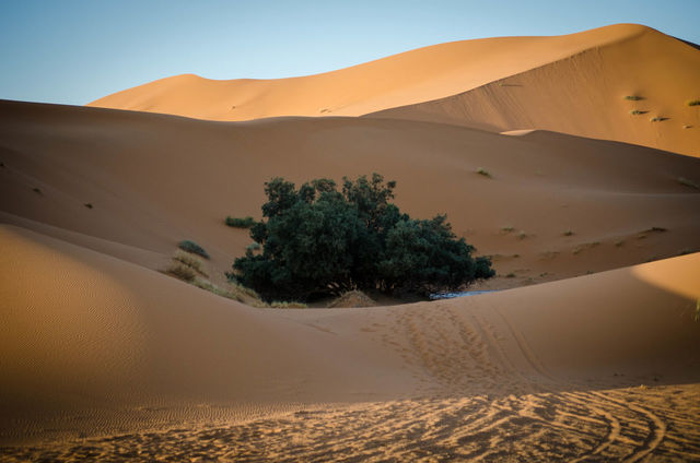 Scenic view of desert against clear sky | ID: 90985347
