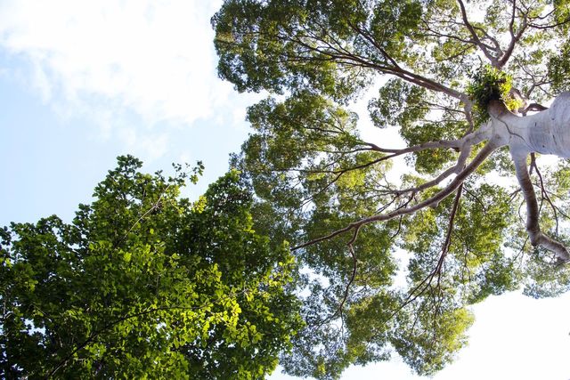 Low angle view of trees against sky | ID: 71613359