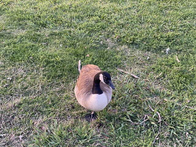 High angle view of duck in field | ID: 157489178