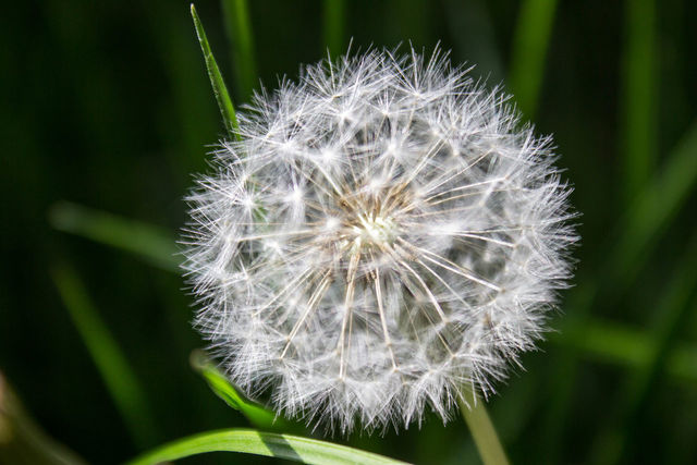Close-up of dandelion | ID: 107025705