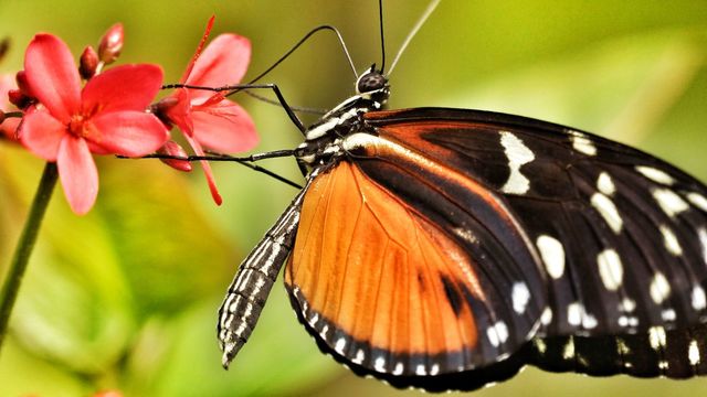 Close-up of butterfly pollinating on red | ID: 76633706