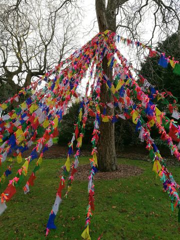 Multi colored trees | ID: 100400161