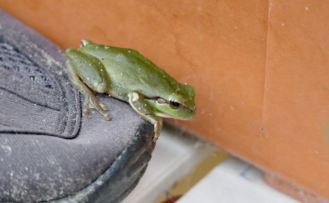High angle view of a frog | ID: 152683579