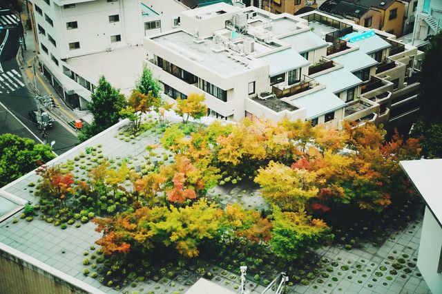 High angle view of trees on building terrace | ID: 74191600