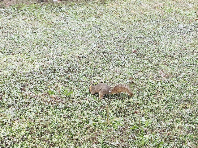 High angle view of snake on field | ID: 154275222
