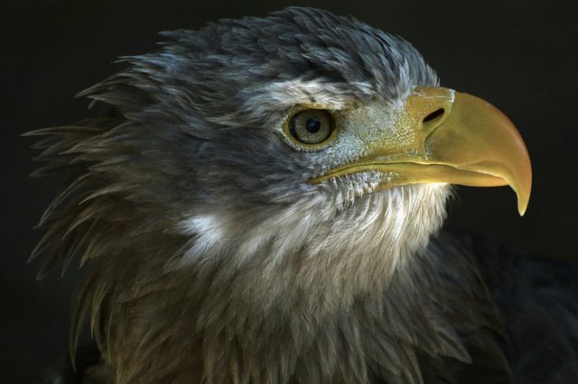 Close-up of a bird | ID: 122740659