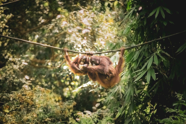 High angle view of monkey | ID: 198671814