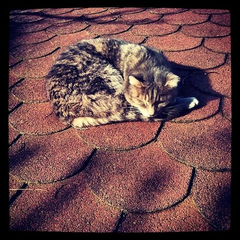 Cat resting on tiled floor | ID: 31250114