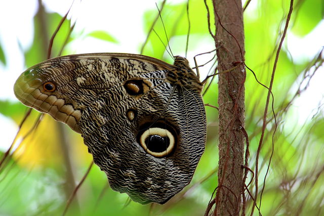 Close-up of butterfly on tree trunk | ID: 126522329