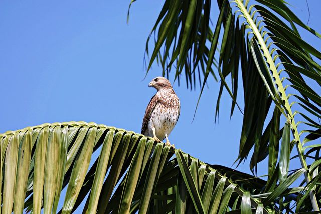 Low angle view of bird perching on palm tree | ID: 155664148