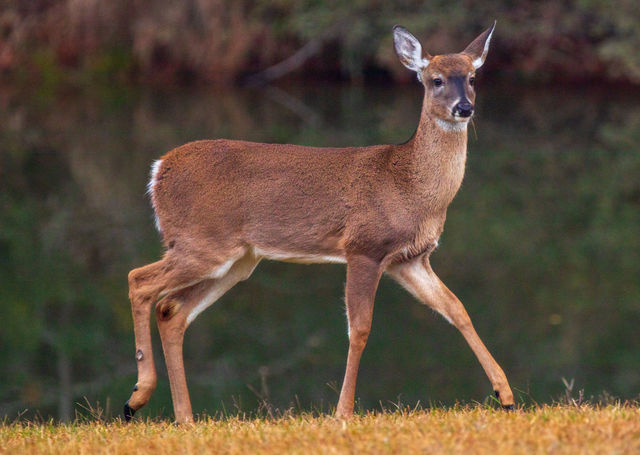Side view of deer standing on field | ID: 210479226