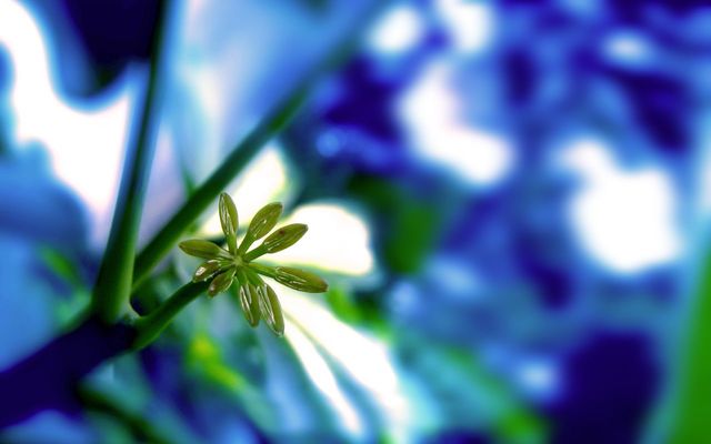 Close-up of flowers blooming outdoors | ID: 117193241