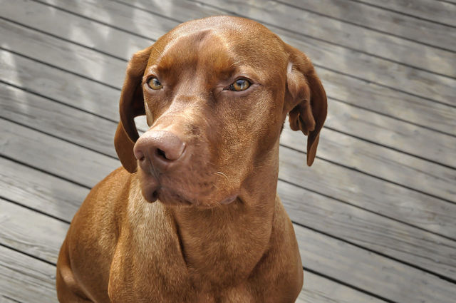 Close-up of dog looking away | ID: 133910609