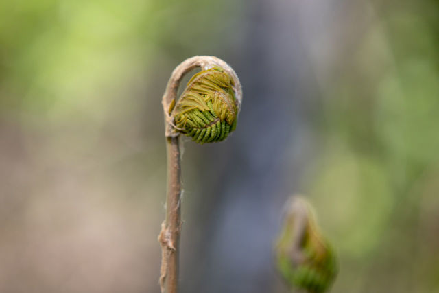 Close-up of flower bud growing outdoors | ID: 138198958