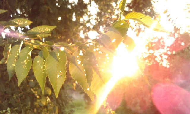 Low angle view of tree against sunlight | ID: 100803099