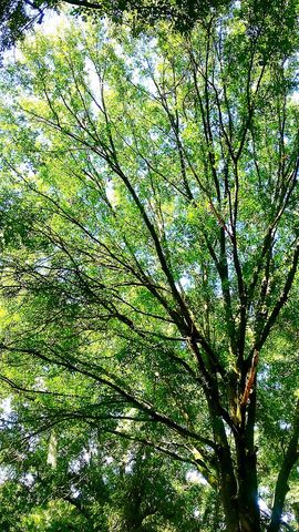 Low angle view of trees against sky | ID: 89289948
