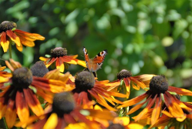 flower 194949389 | Beautiful photography on EyeEm