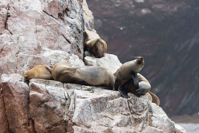 View of an animal resting rock | ID: 129680758