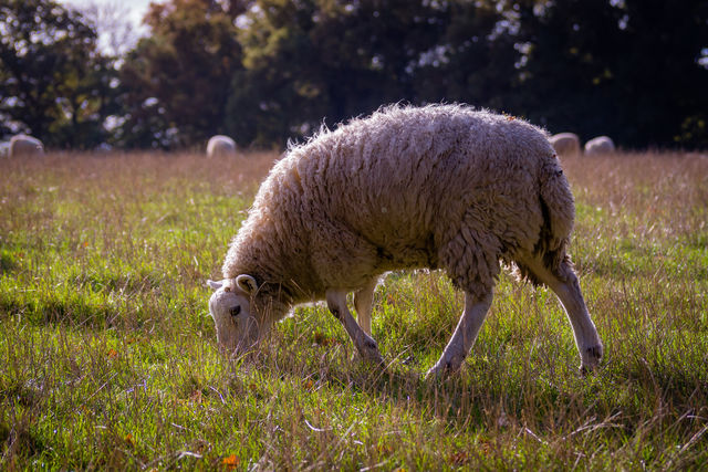 Side view of sheep grazing on grassy field | ID: 96339620