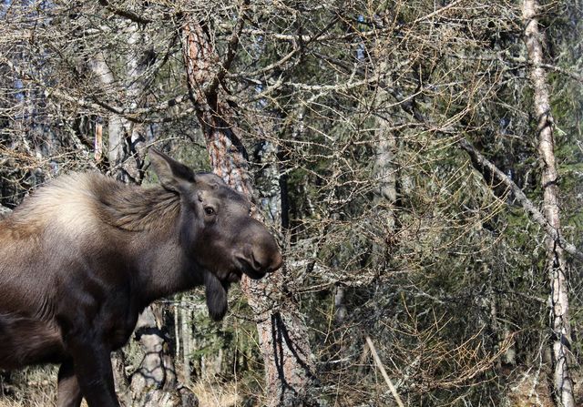 Moose in a forest | ID: 140389252