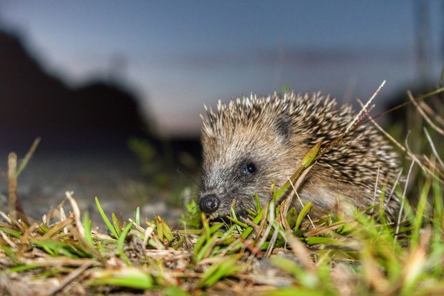 Field Mouse pictures | Curated Photography on EyeEm