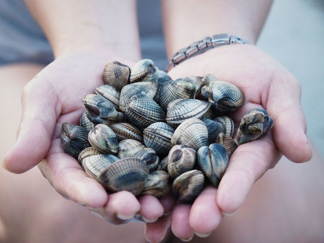Close-up of hands holding seashells | ID: 120806871