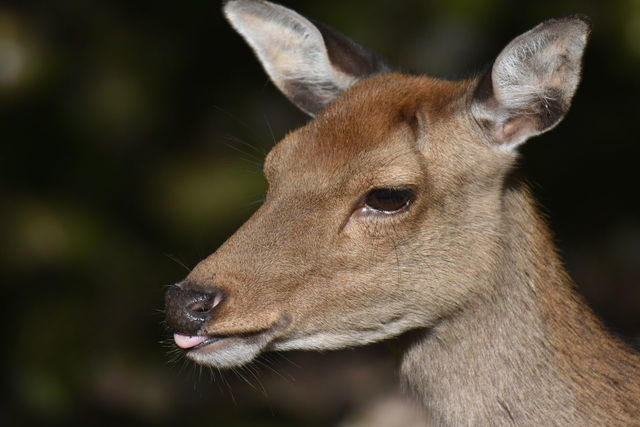 Close-up of deer | ID: 196494849