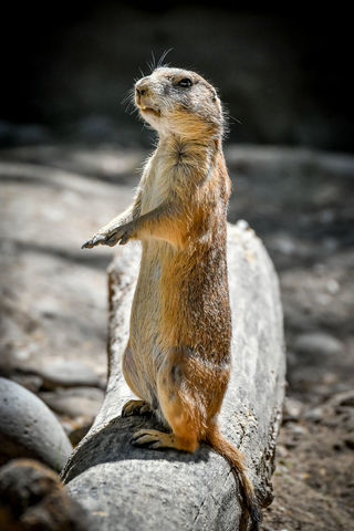 Potgut on the lookout | ID: 142931346