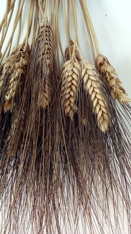 Close-up of wheat growing on plant | ID: 138592995