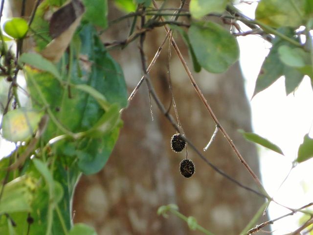 Close-up of insect on leaf against blurred | ID: 101892440