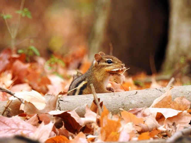 Close-up of chipmunk in autumn leaves | ID: 113785752