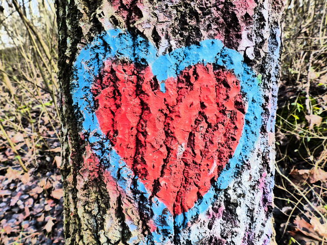 Close-up of multi colored tree trunk | ID: 100804367